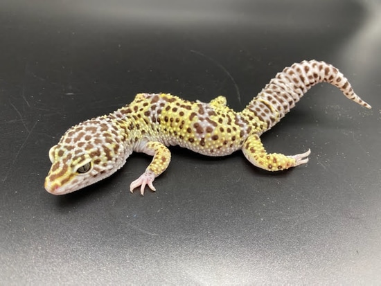 Mack Snow Leopard Gecko by Major league exotic pets