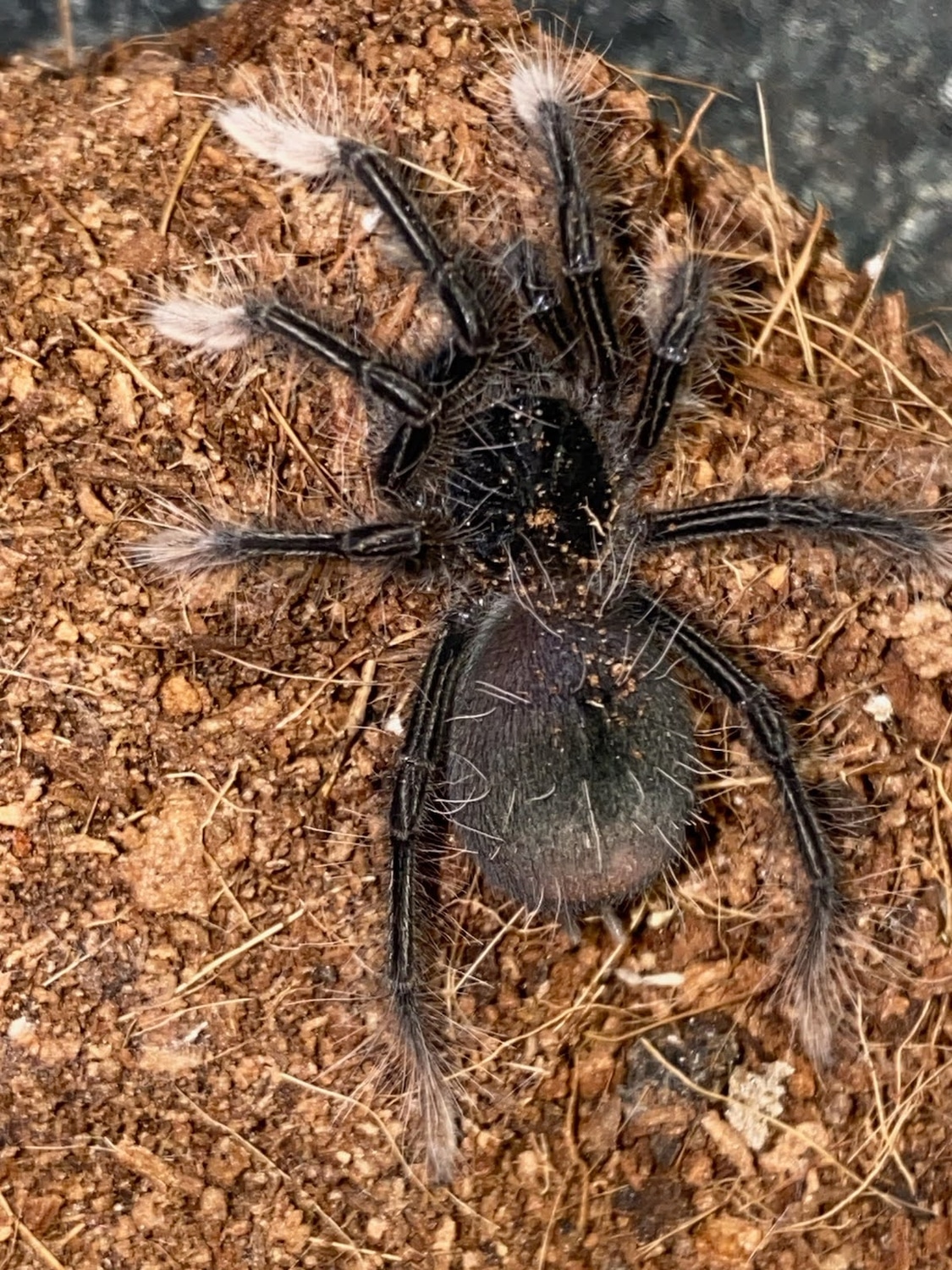 Theraphosa Apophysis 2" Tarantula by Major league exotic pets - MorphMarket