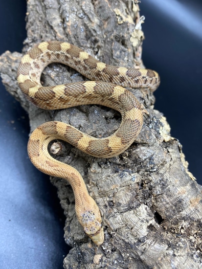 Mexican Pine Snakes by Major league exotic pets