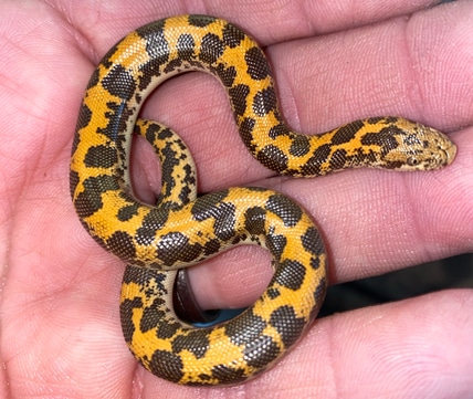 Anery Kenyan Sand Boa by Major league exotic pets - MorphMarket