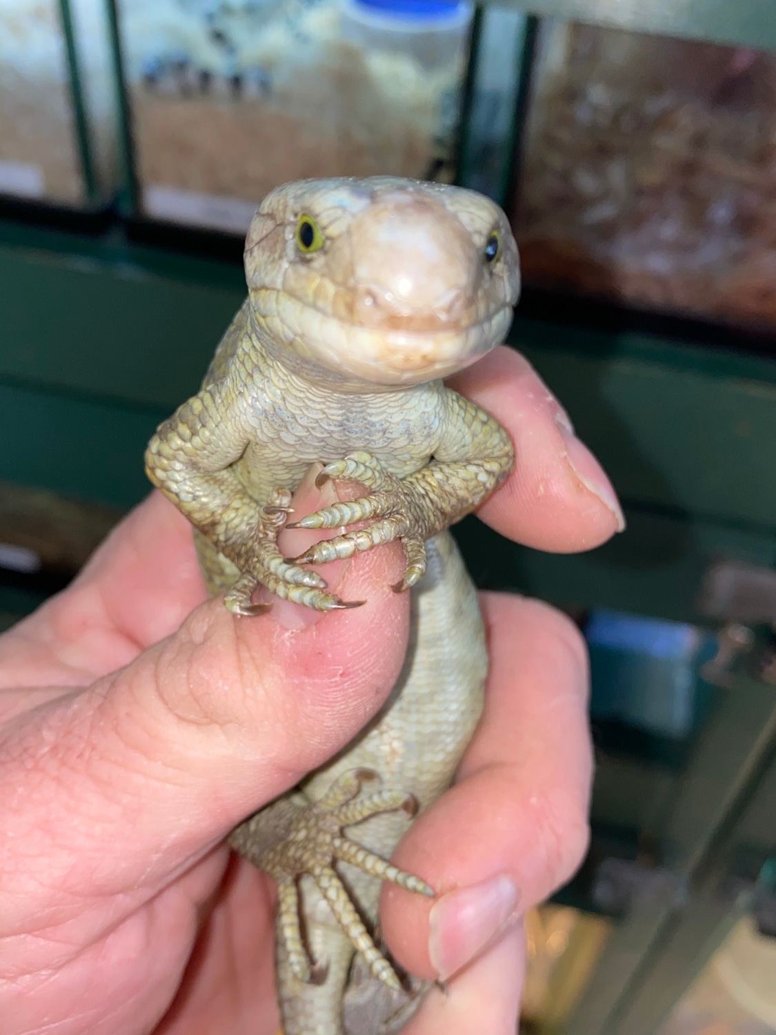 Monkey Tailed Skink Monkey-Tailed Skink by Major league exotic pets ...