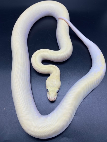 Blue Eyed Leucistic Ivory Burmese Python by Major league exotic pets
