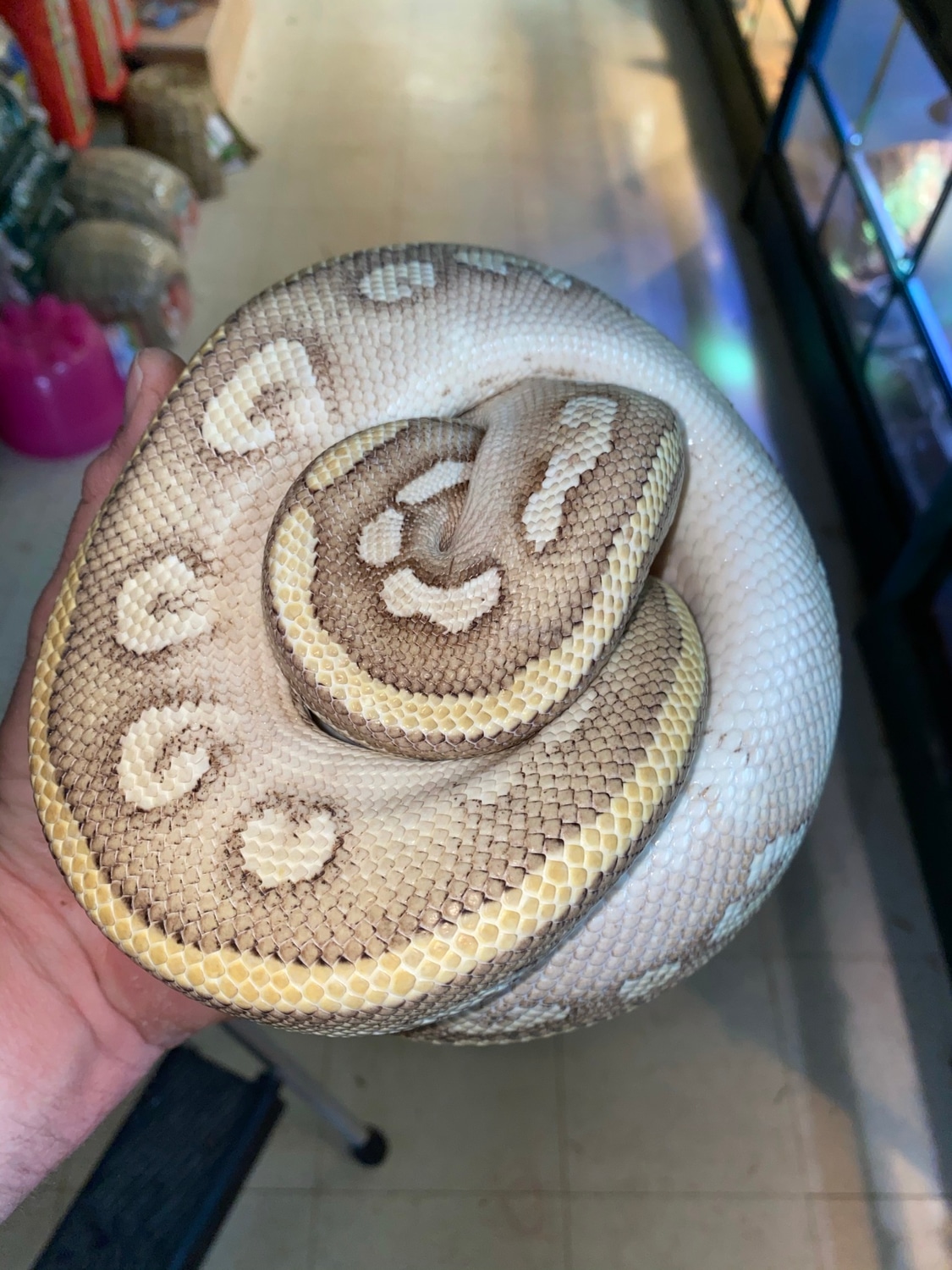 Proven Super Phantom Ball Python by Major league exotic pets - MorphMarket