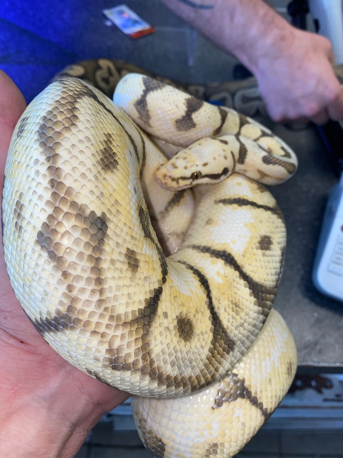 Proven Killer Bee 100% Het Orange Ghost Male Ball Python by Major ...
