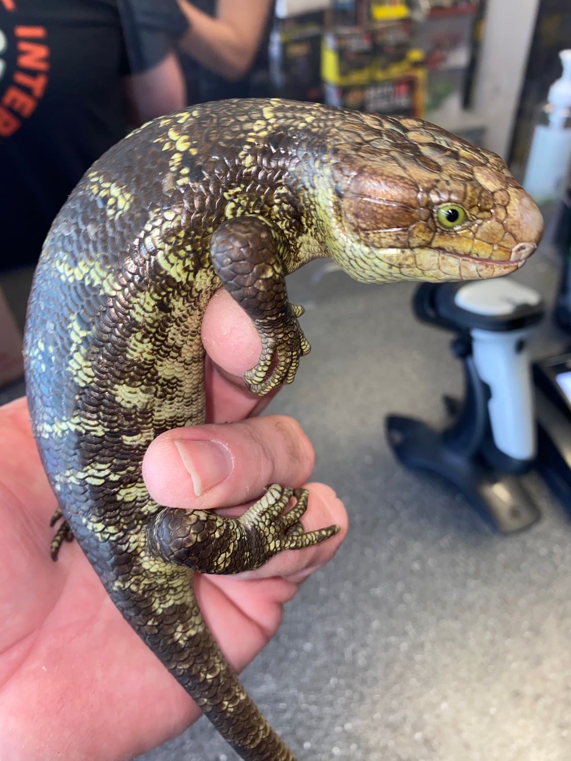 Monkey Tail Skinks Monkey-tailed Skink by Major league exotic pets ...