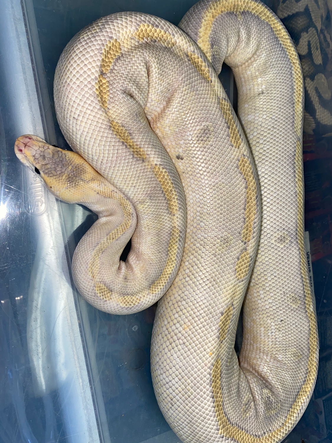 Proven Enchi Mimosa Ball Python by Major league exotic pets - MorphMarket