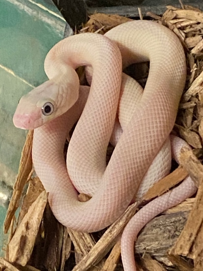 Blue Eyed Leucistic Texas Western Rat Snake by Major league exotic pets