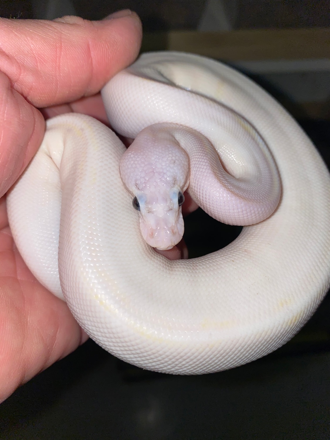 Super Pastel Ivory Ball Python by Major league exotic pets - MorphMarket