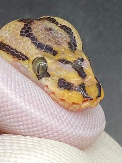 Pastel Spied Ball Python by Major league exotic pets