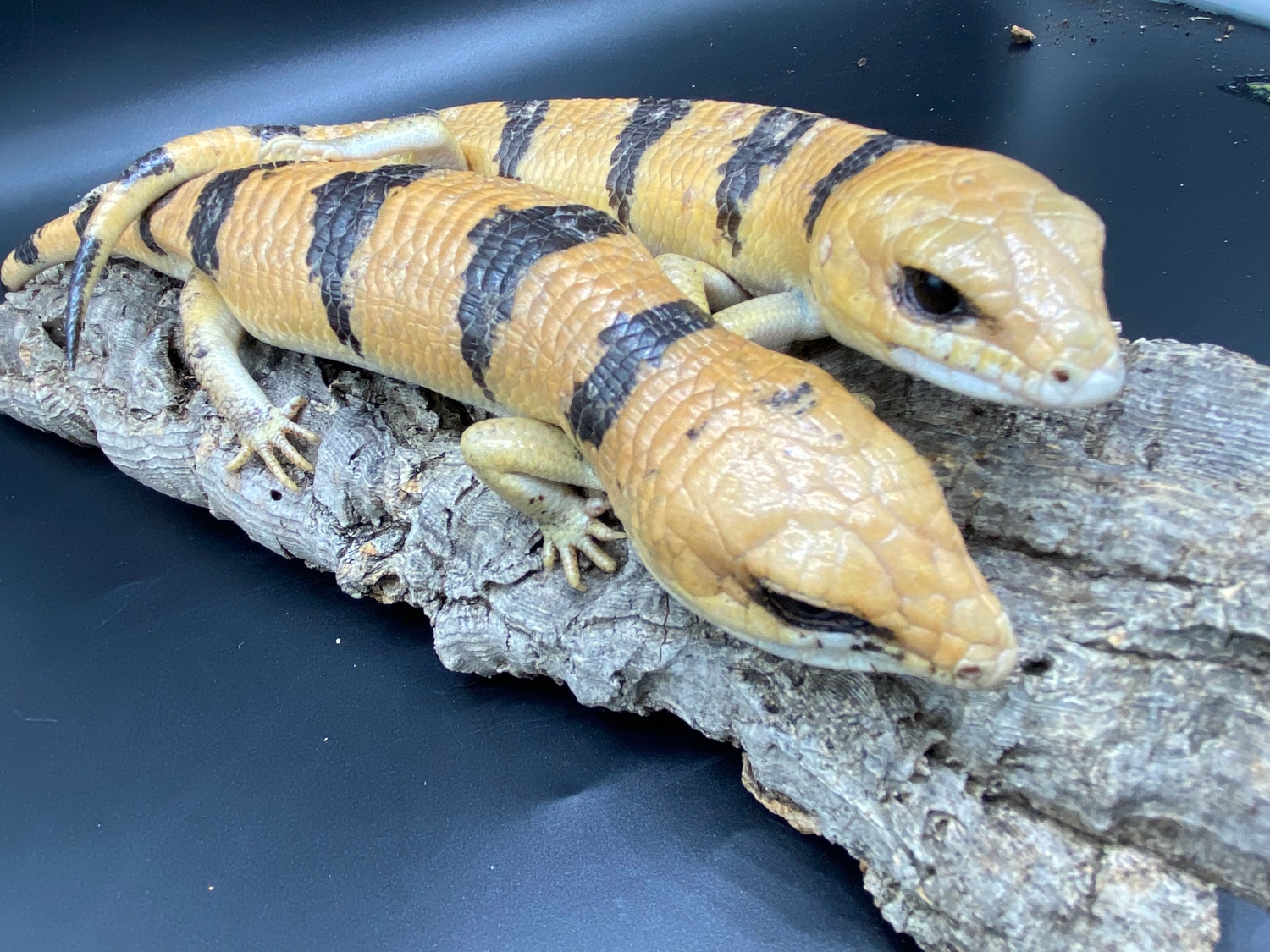 Peter’s Banded Skinks Other Skink by Major league exotic pets - MorphMarket