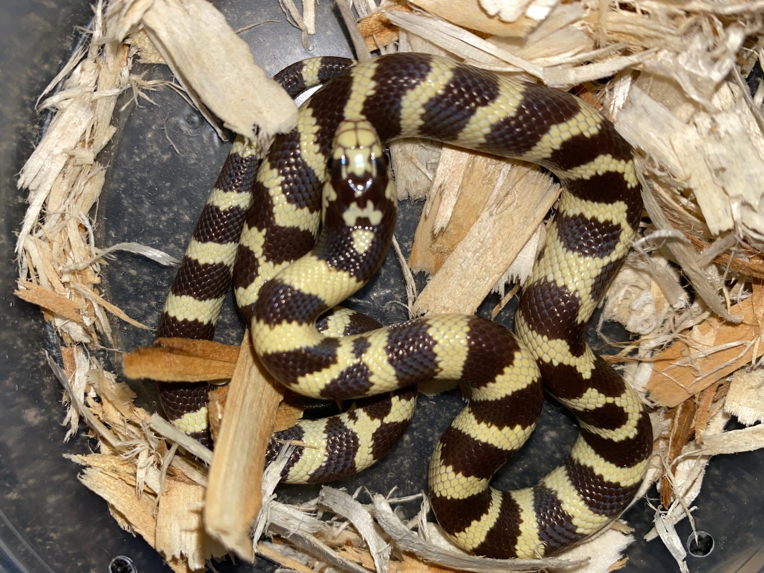 Hypo Banded California Kingsnake by Major league exotic pets - MorphMarket