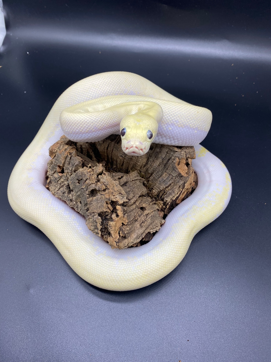 Blue Eyed Ivory Burmese Python by Major league exotic pets - MorphMarket