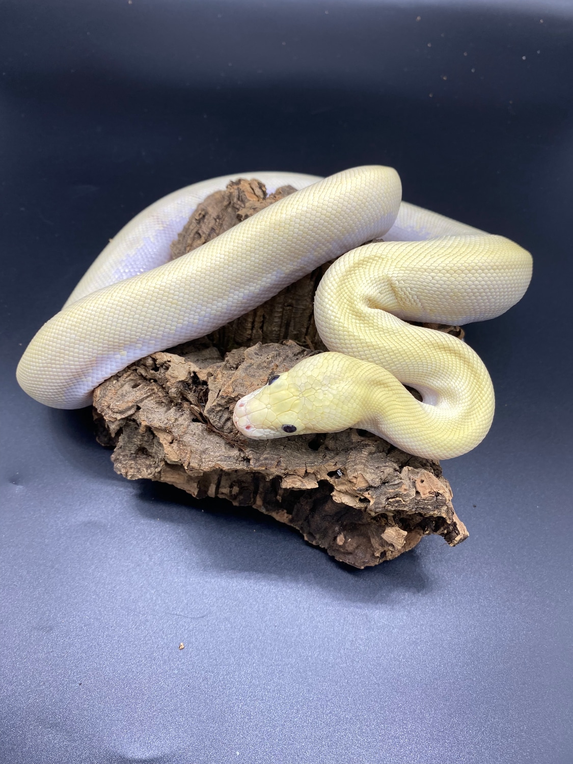 Blue Eyed Ivory Burmese Python by Major league exotic pets - MorphMarket