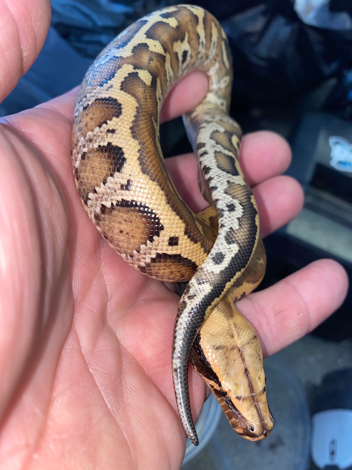 Banka Blood Python by Major league exotic pets - MorphMarket