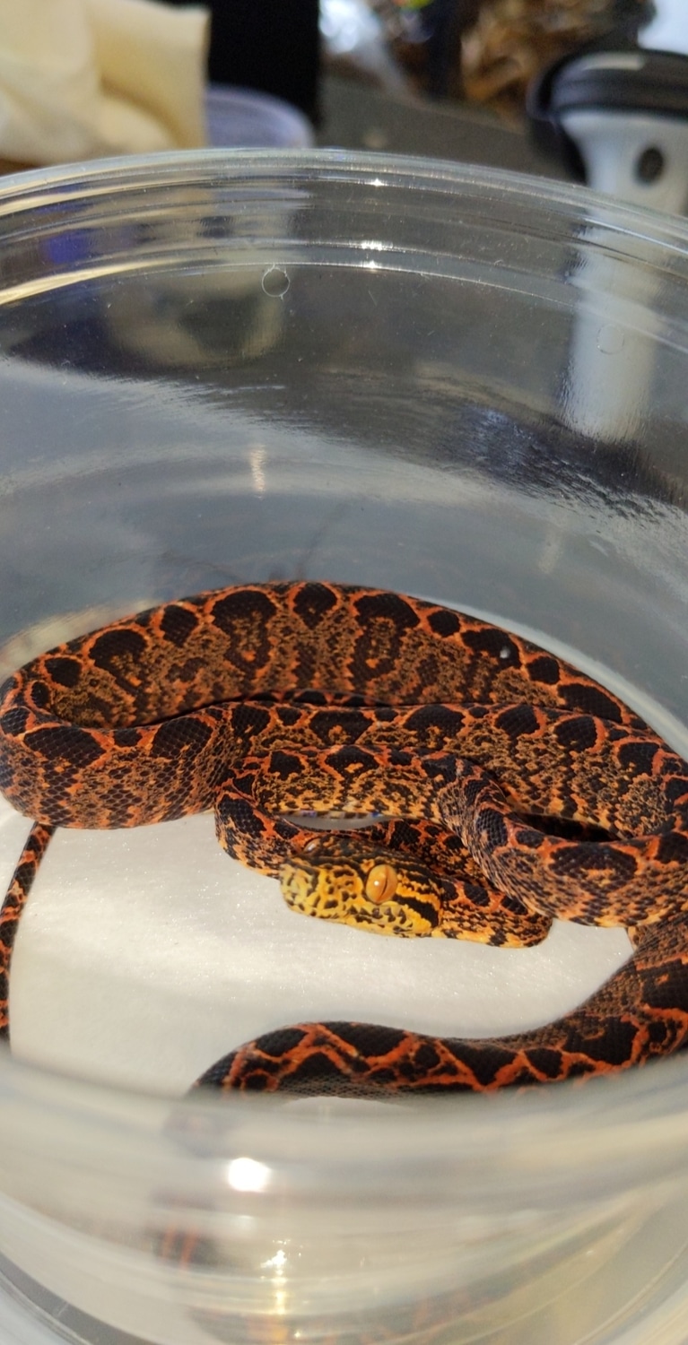 Halloween Phase Amazon Tree Boa by Major league exotic pets - MorphMarket