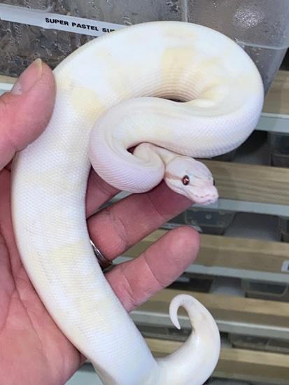 Super Pastel Super Stripe Ball Python by Major league exotic pets