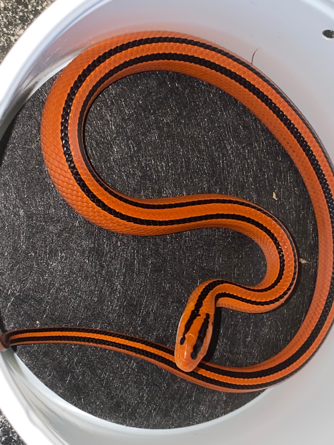 Coxi Bamboo Rat Snake by Major league exotic pets - MorphMarket