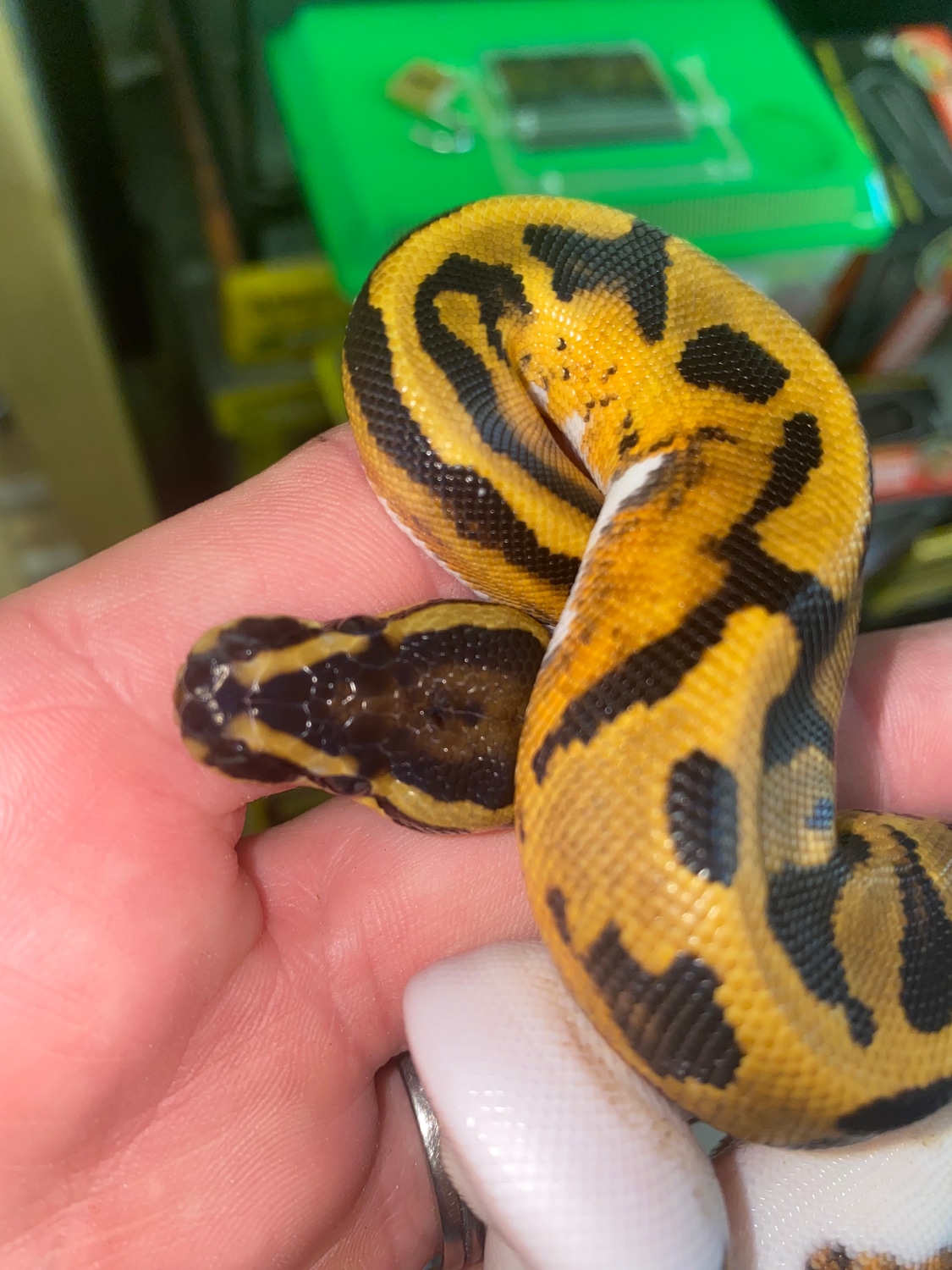 Pied Ball Python by Major league exotic pets - MorphMarket