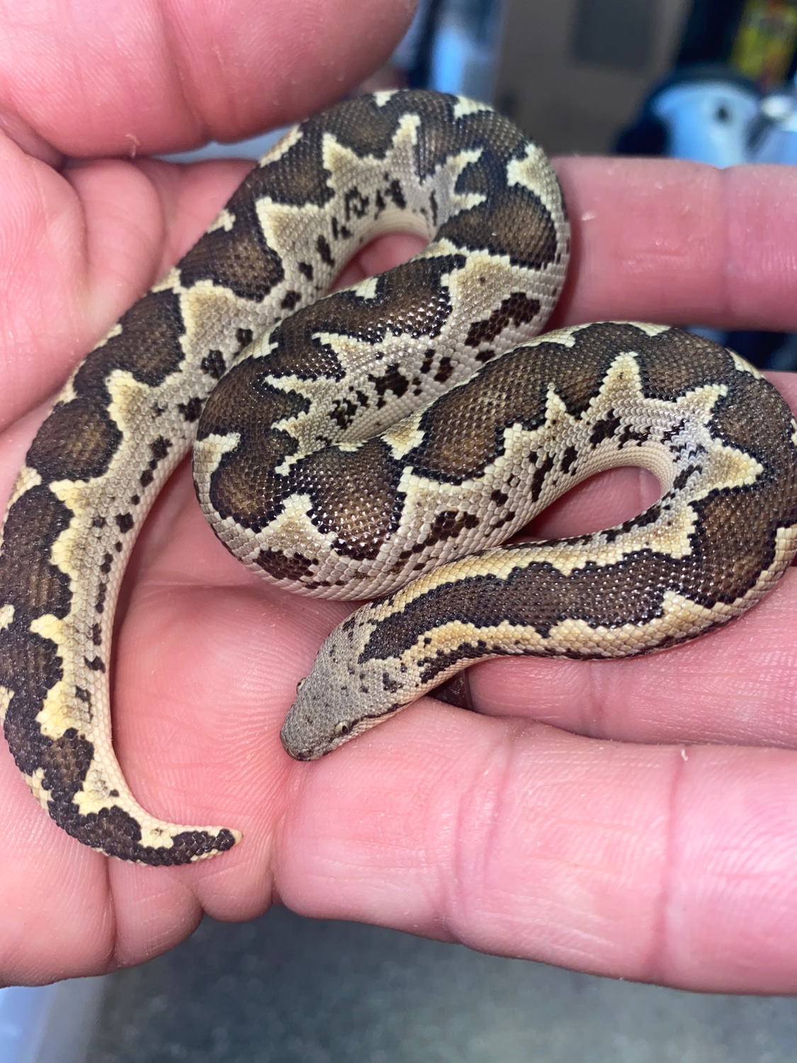 Rough Scale Sand Boa Rough-Scaled Sand Boa by Major league exotic pets ...