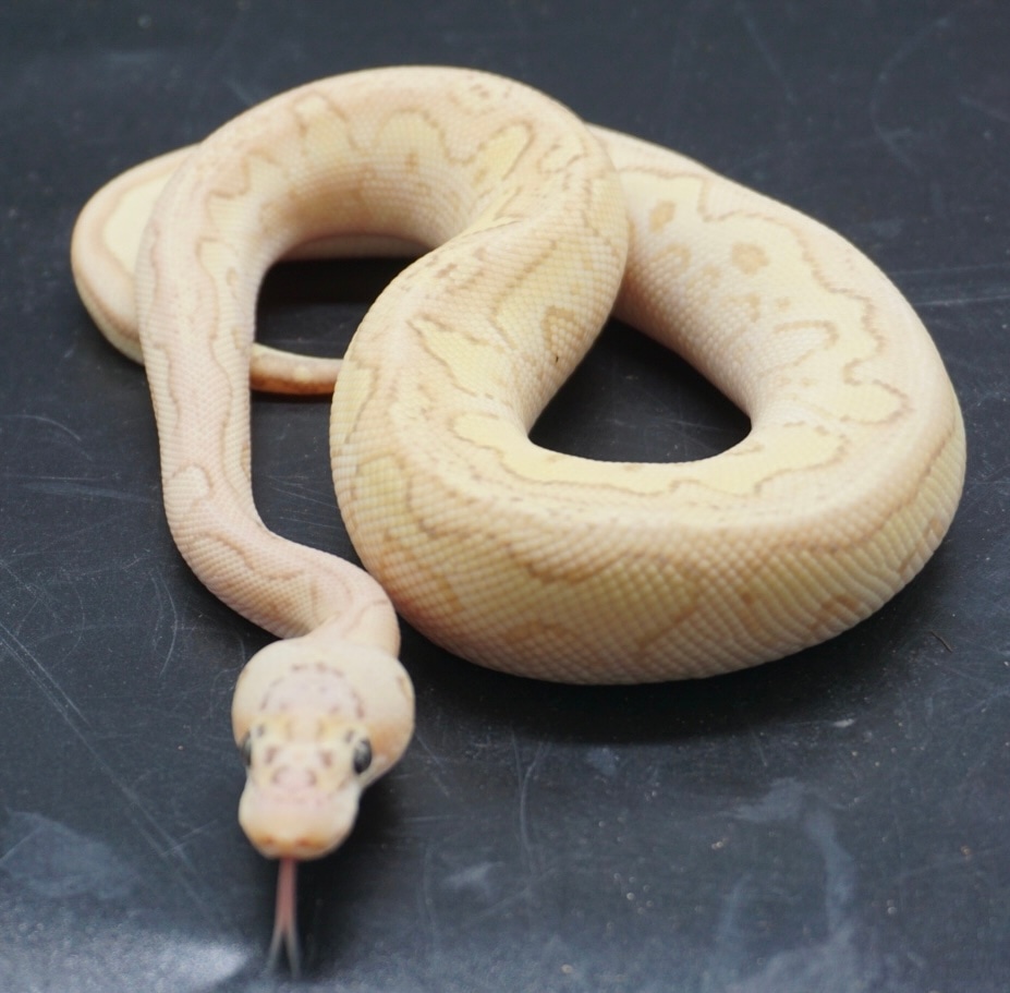 Pastel Lesser Banana Clown Ball Python by Major league exotic pets ...