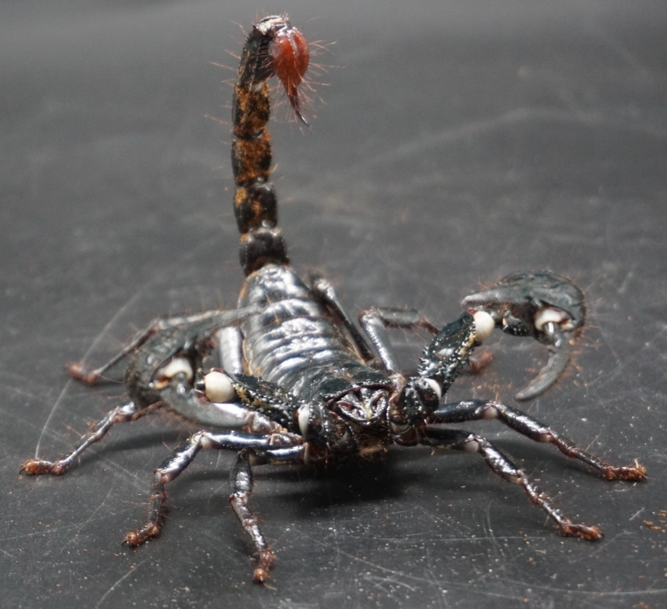 Heterometrus Spinifer Scorpion by Major league exotic pets - MorphMarket