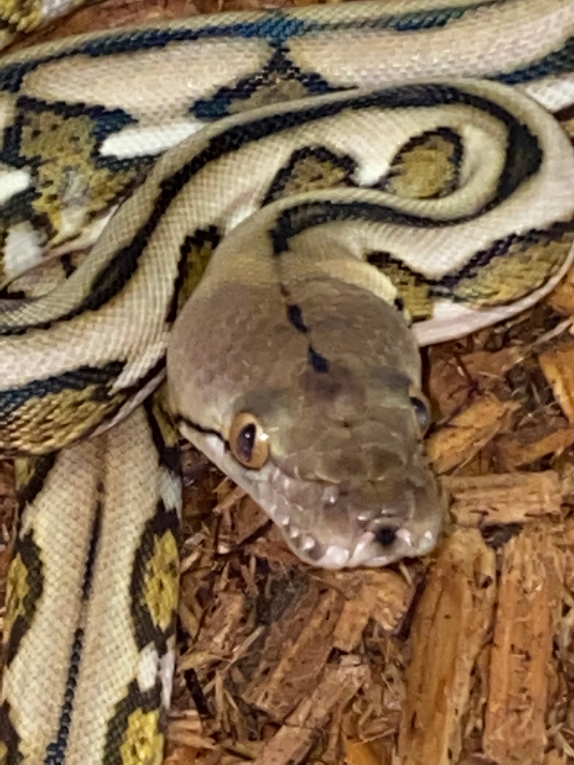 Platinum Tiger Reticulated Python by Major league exotic pets - MorphMarket