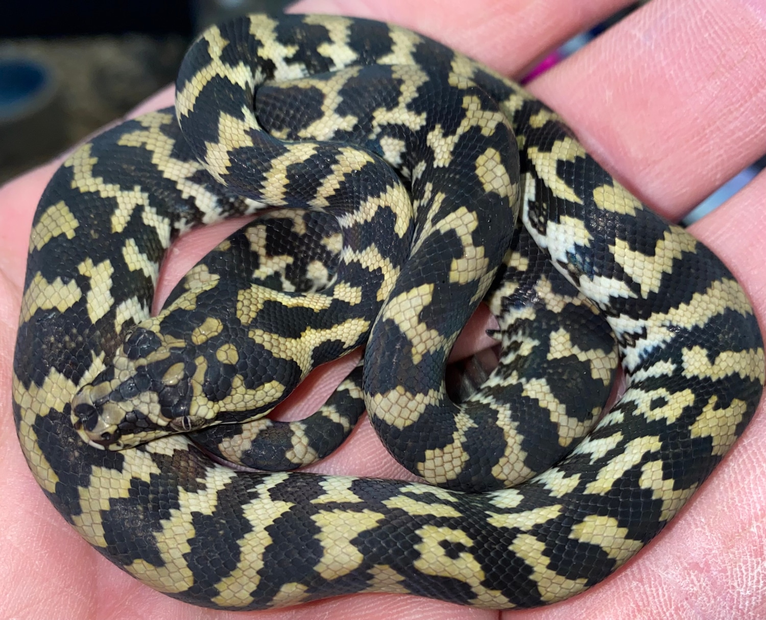 Carpet Jungle Carpet Python by Major league exotic pets - MorphMarket