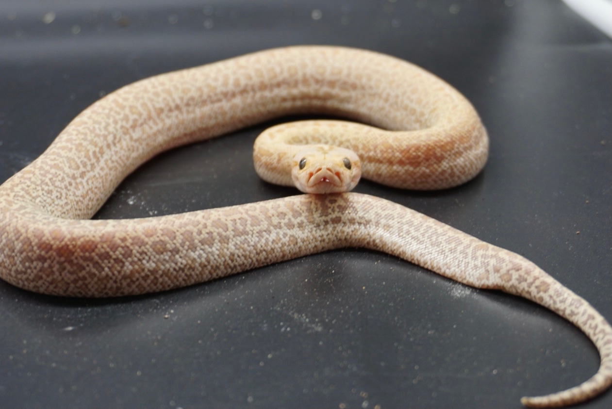 Hypo Granite Burmese Python by Major league exotic pets - MorphMarket