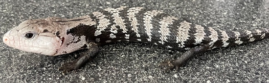 Axanthic Blue Tongue Skink Halmahera Blue-Tongued Skink by Major league ...