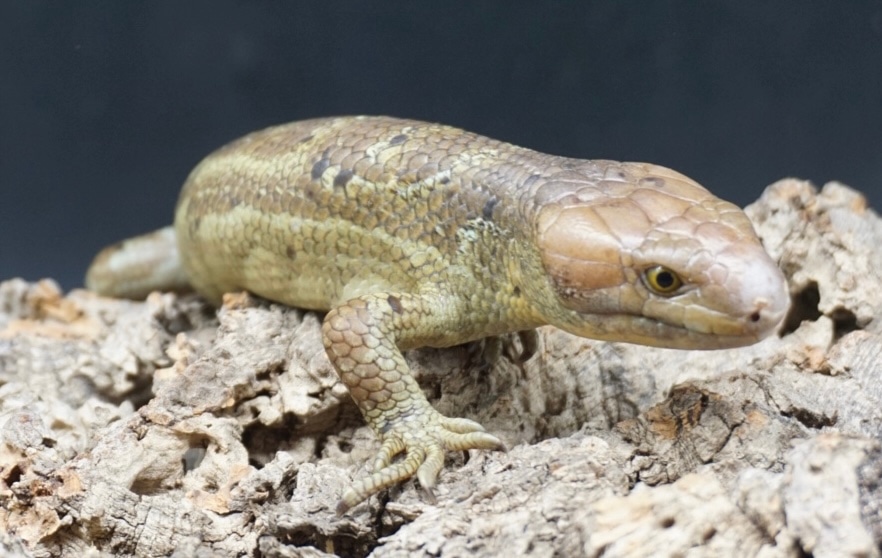Monkey-tailed Skink by Major league exotic pets - MorphMarket