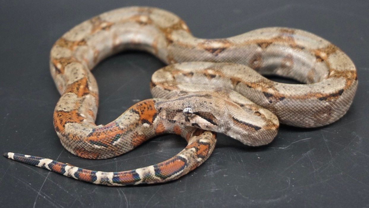 Costa Rican Boa Constrictor by Major league exotic pets - MorphMarket