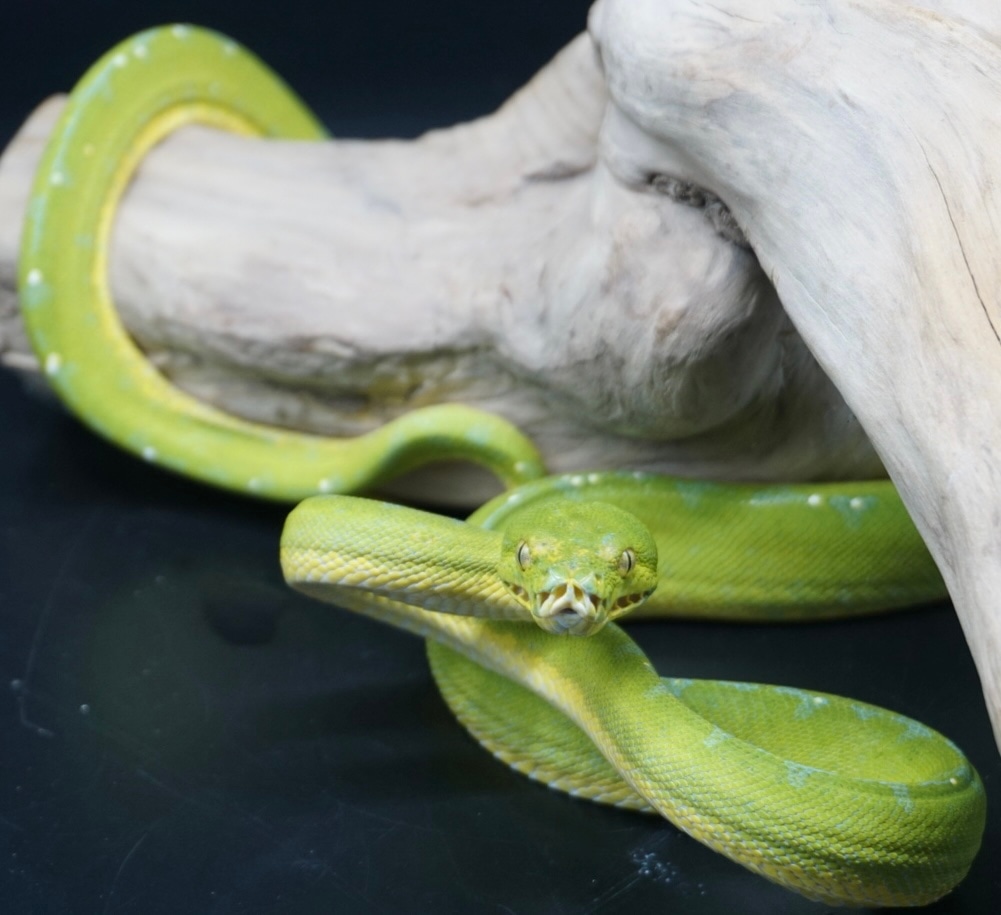 Sorong Green Tree Python by Major league exotic pets - MorphMarket