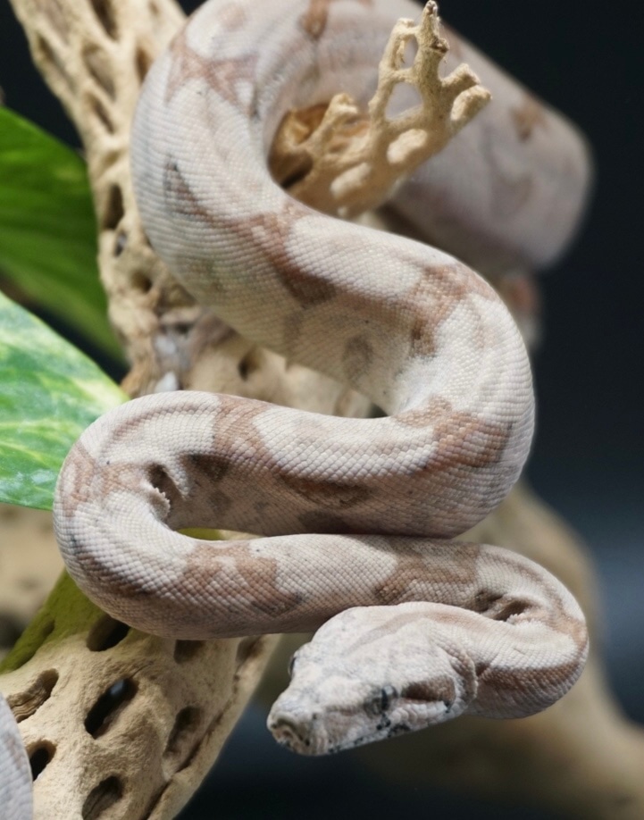 Sunset Boa Constrictor by Major league exotic pets - MorphMarket