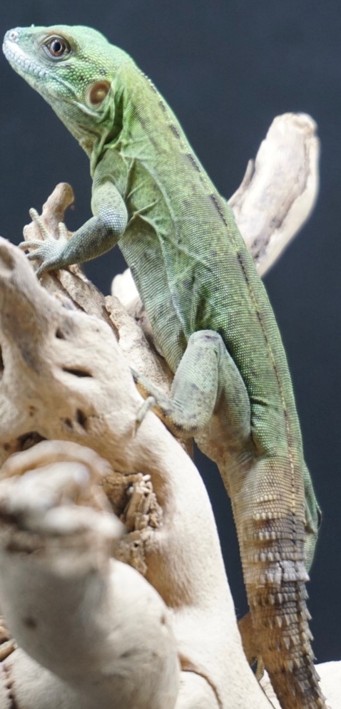 Banana Pectinata Other Iguana by Major league exotic pets - MorphMarket