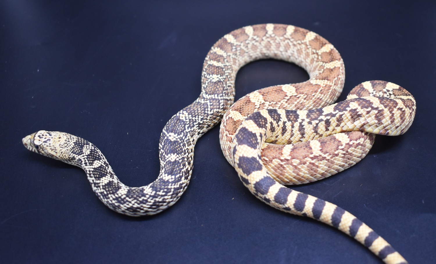 Hypo Stillwater Bullsnake by Major league exotic pets - MorphMarket