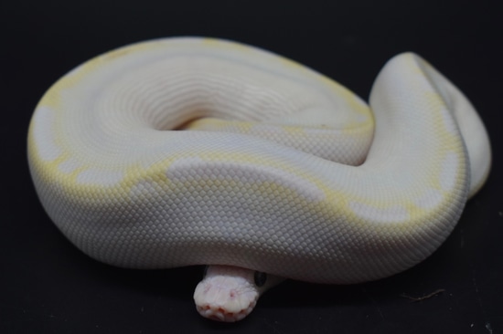Blue Eyed Lucy Bamboo Lesser Ball Python by Major league exotic pets