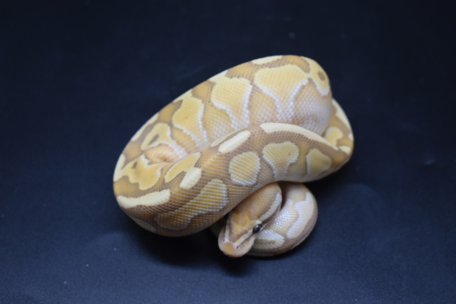 Banana Lesser Ball Python by Major league exotic pets - MorphMarket