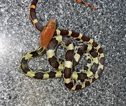 Hundred Flowers Other Rat Snake by Major league exotic pets - MorphMarket