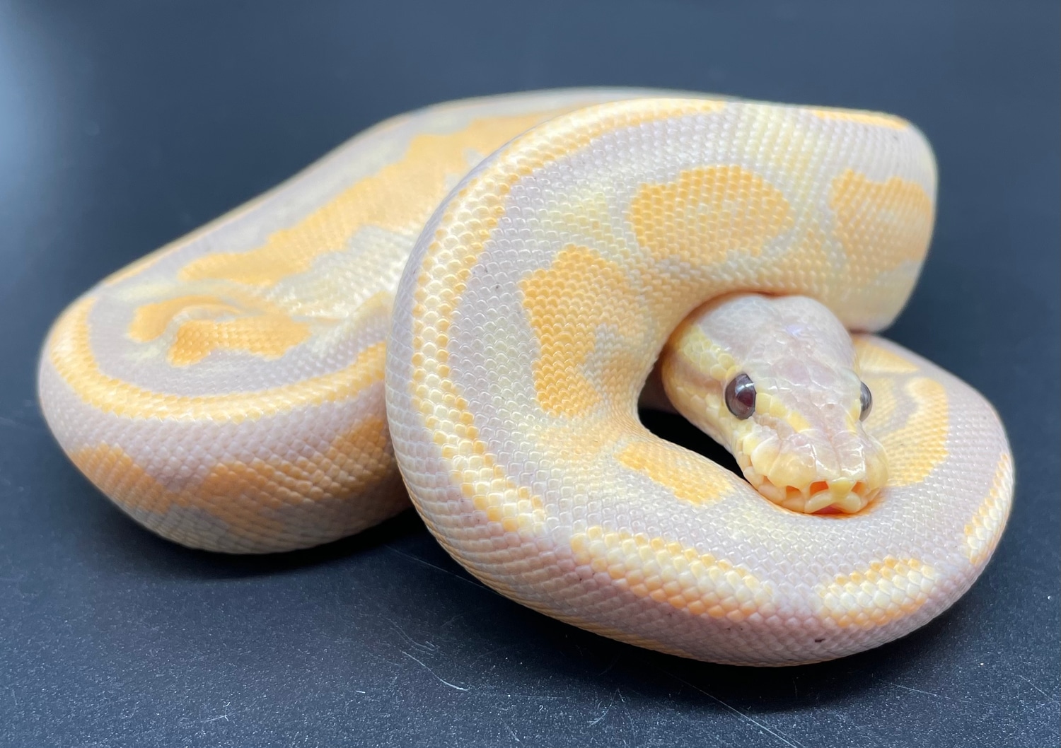 Banana Cinnamon Fire Mojave Pied Ball Python by Major league exotic pets - MorphMarket