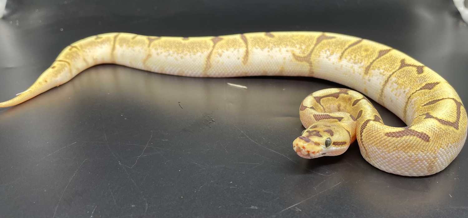 GHI Enchi Fire Spider Ball Python by Major league exotic pets - MorphMarket