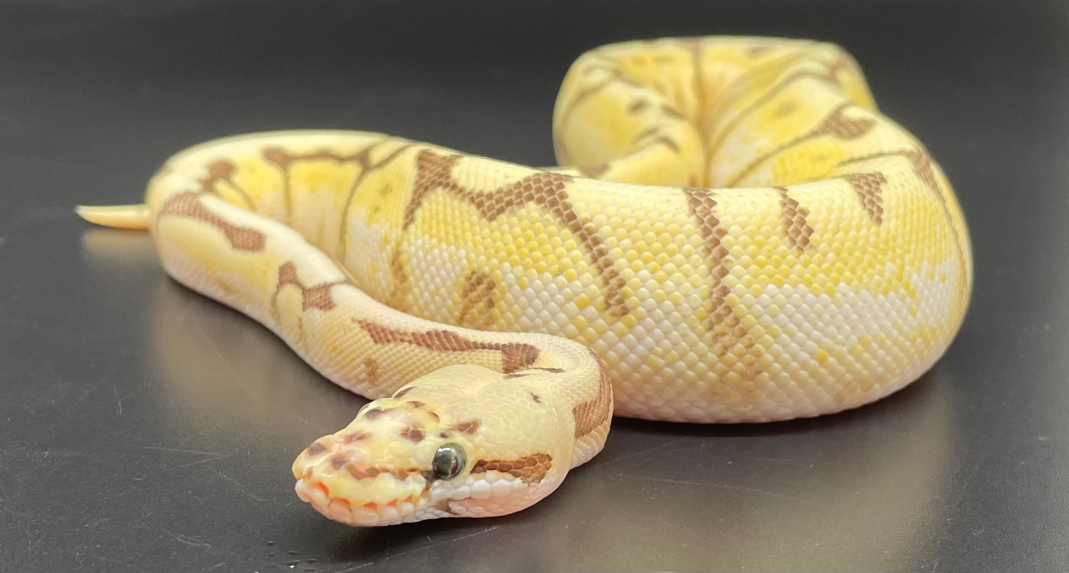 Firefly Enchi Spider Ball Python by Major league exotic pets - MorphMarket