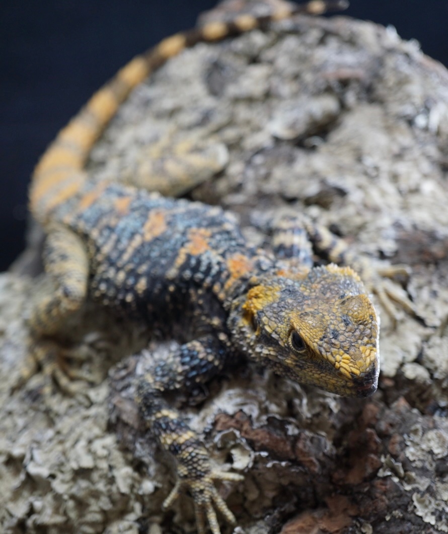 Super Blue Clown Agama Other Lizard by Major league exotic pets ...
