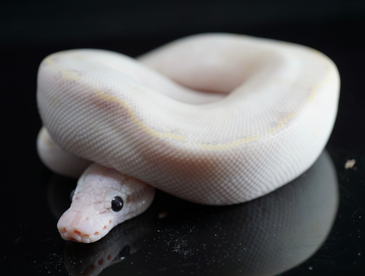 Pastel Ivory Ball Python by Major league exotic pets - MorphMarket
