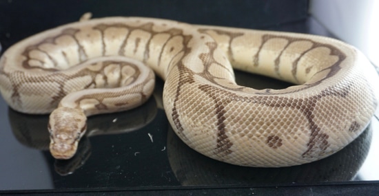 Mojave Spider Ball Python by Major league exotic pets