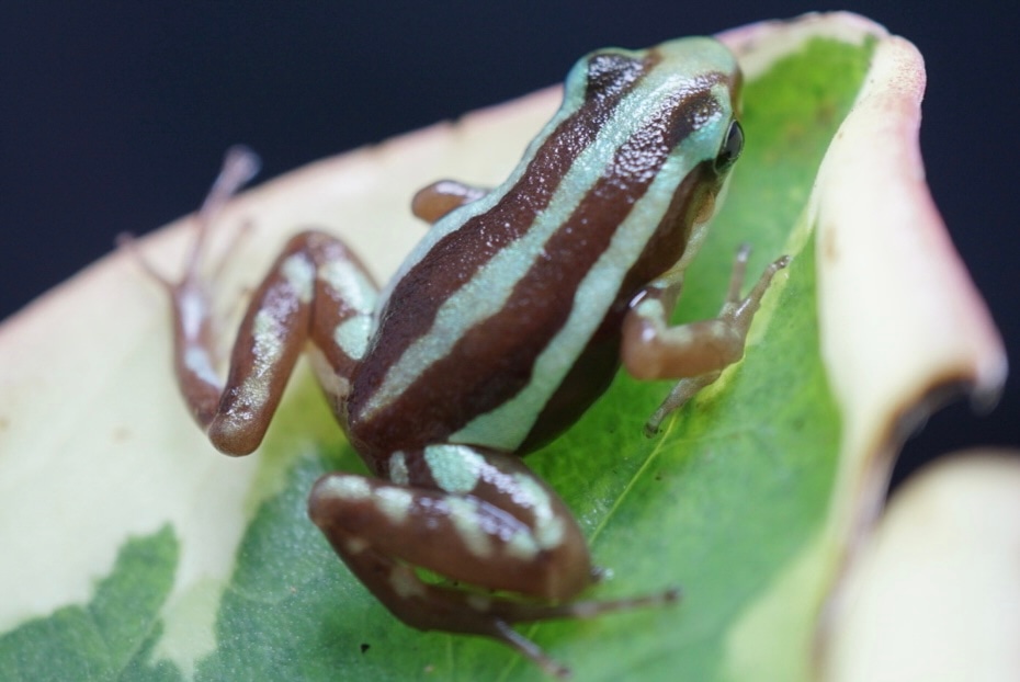 Santa Isabel Other Dart Frog by Major league exotic pets - MorphMarket