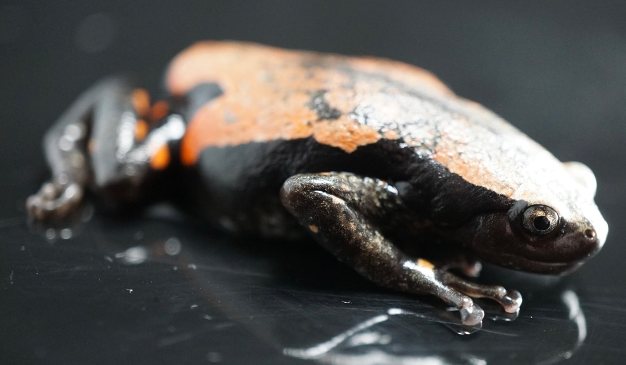 Red And Black Walking Frogs Other Frog by Major league exotic pets ...