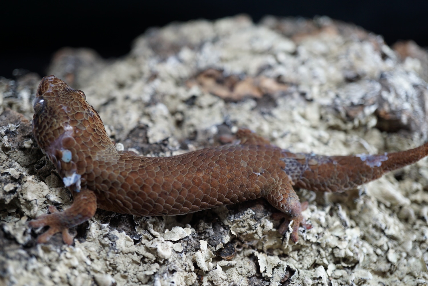 Fish Scale Gecko More Gecko by Major league exotic pets - MorphMarket