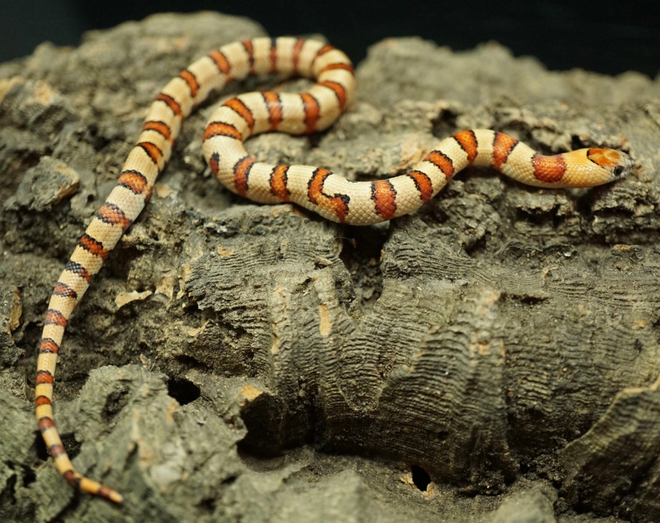 High Orange Variable Kings Nuevo Leon Kingsnake by Major league exotic ...