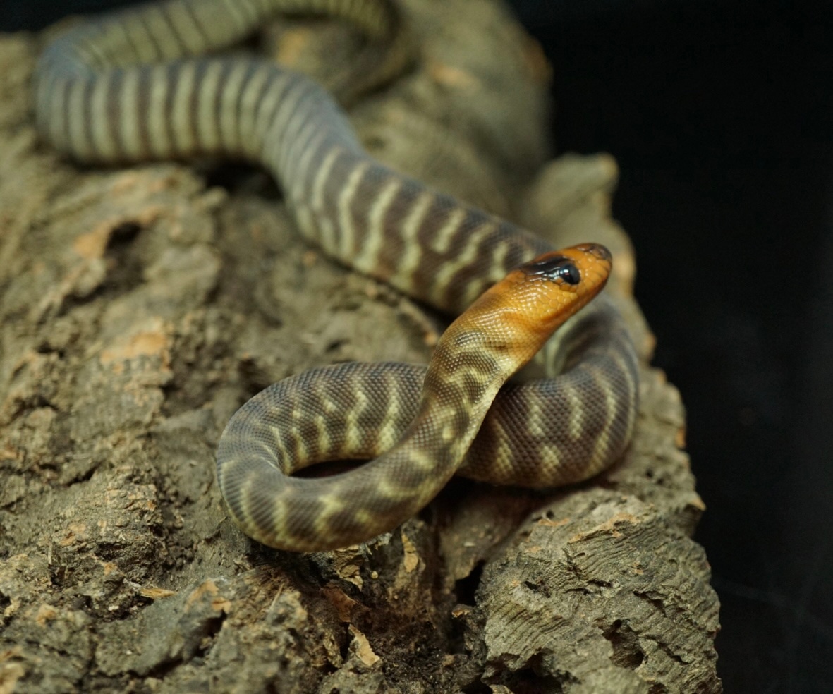 Woma Python by Major league exotic pets - MorphMarket