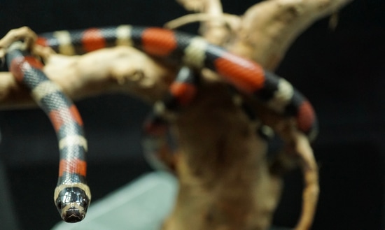 Stuart’s Milk Pair Stuart's Milk Snake by Major league exotic pets